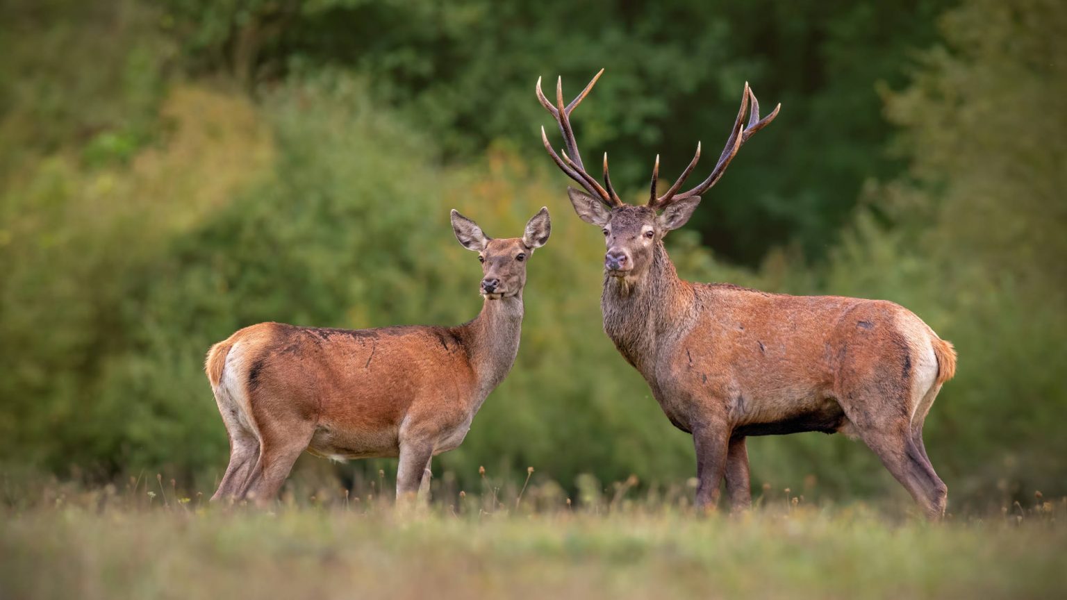 Le cerf élaphe - Nature et Camouflage